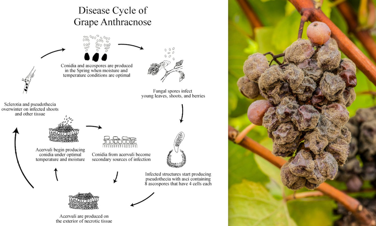 Botrytis - Ecological Management for Prevention