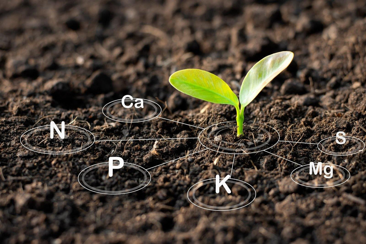 Nutrient Mobility in Soil & Plants